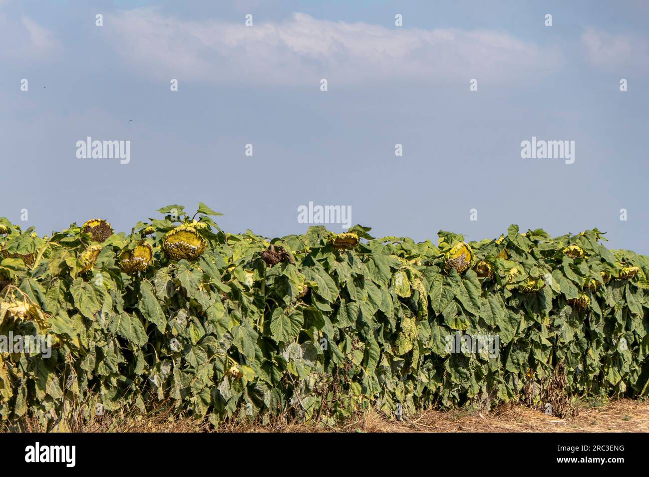 Agricultural field of ripe sunflowers. Sunflower heads with large white ...