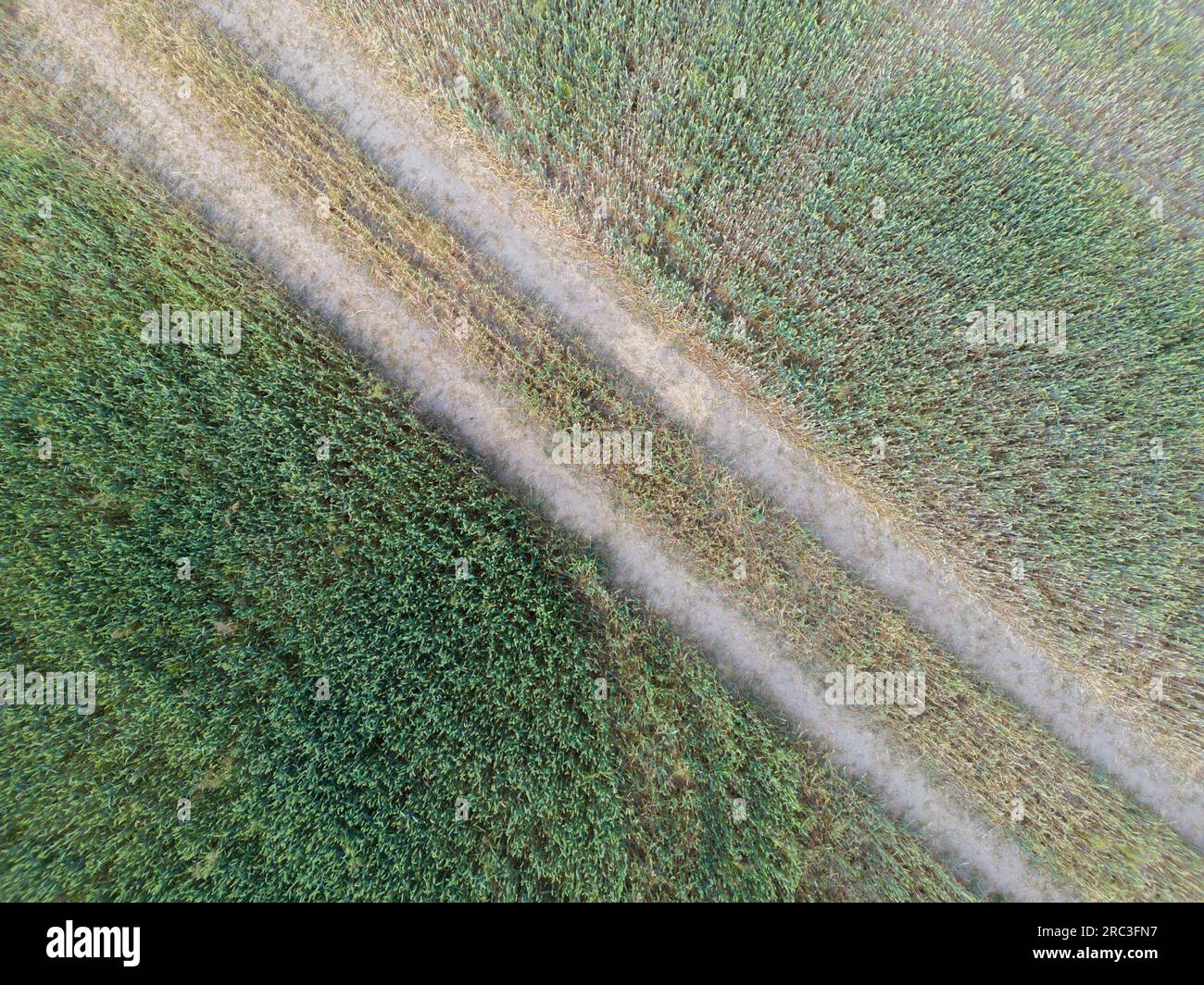 Vertical stripes of agricultural parcels of different crops. Aerial ...