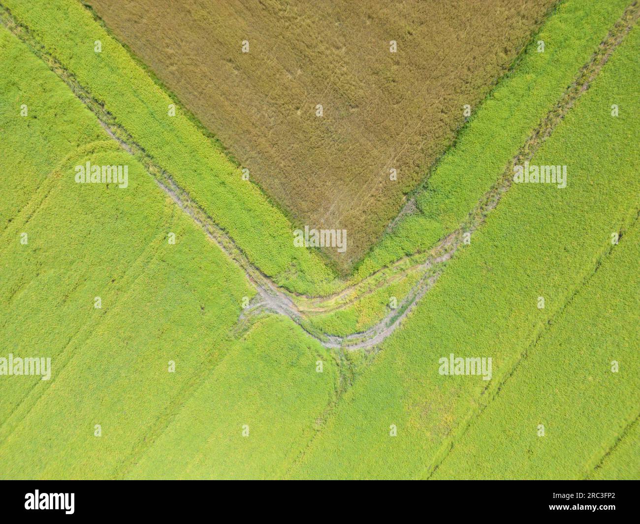 Abstract geometric shapes of agricultural parcels of different crops in ...