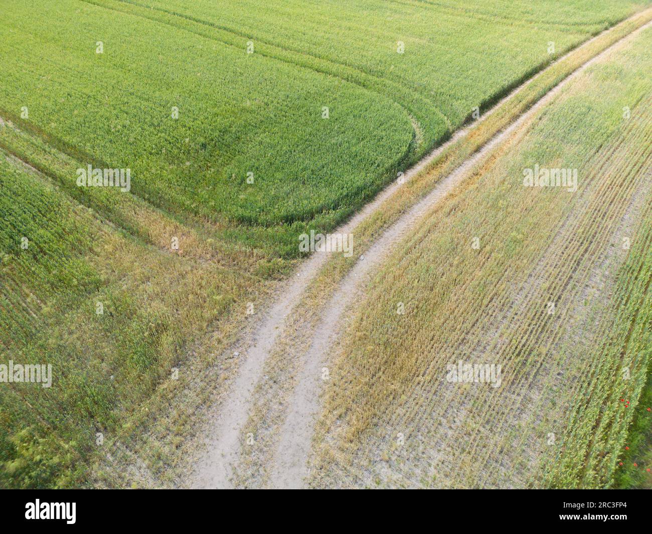Vertical stripes of agricultural parcels of different crops. Aerial ...