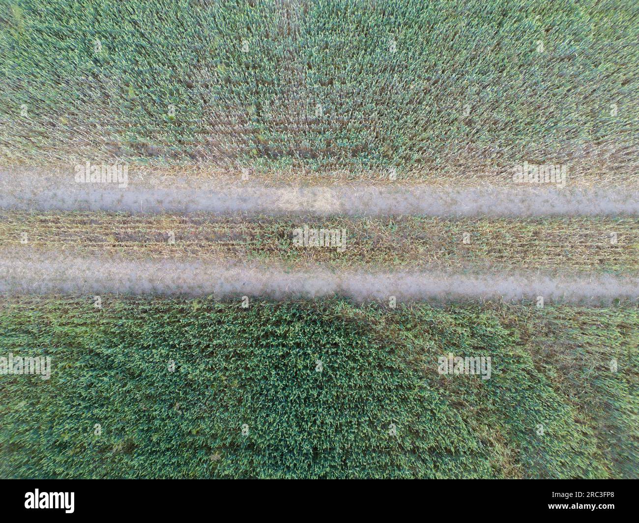 Vertical stripes of agricultural parcels of different crops. Aerial ...