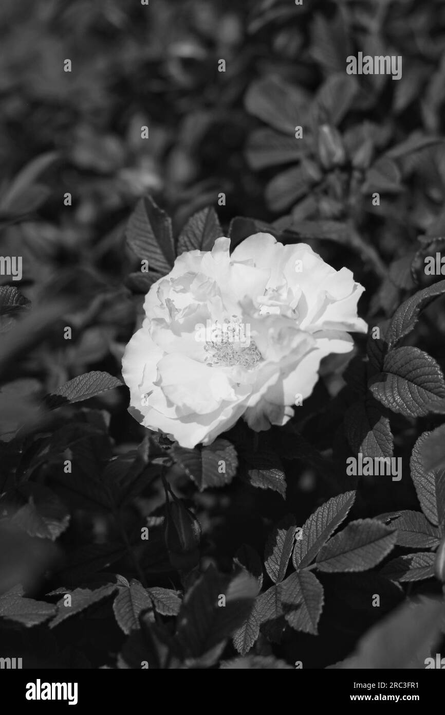 Single white rose flower growing on the bush in a black and white ...