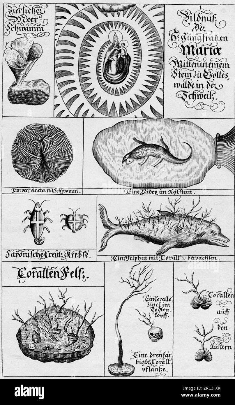 science, biology, wondrously fossilizations and other nature structures ...