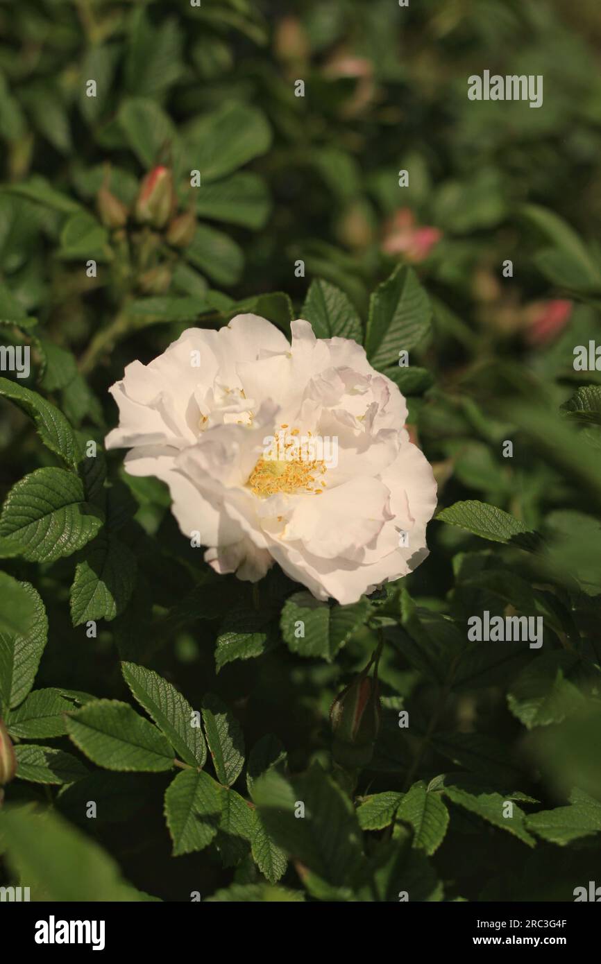 Single white rose flower growing on the bush Stock Photo - Alamy