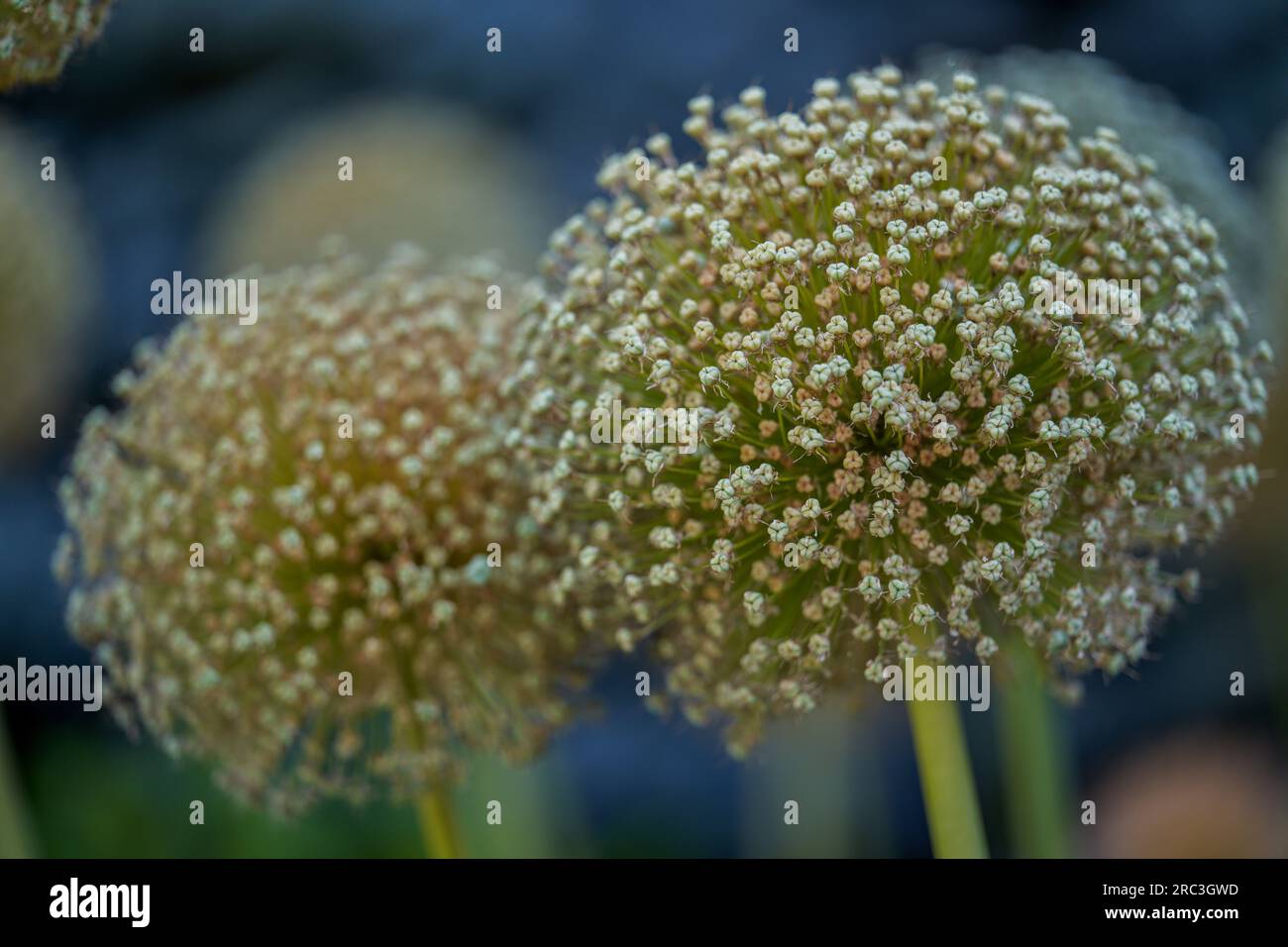 Giant garlic seedheads close up Stock Photo - Alamy