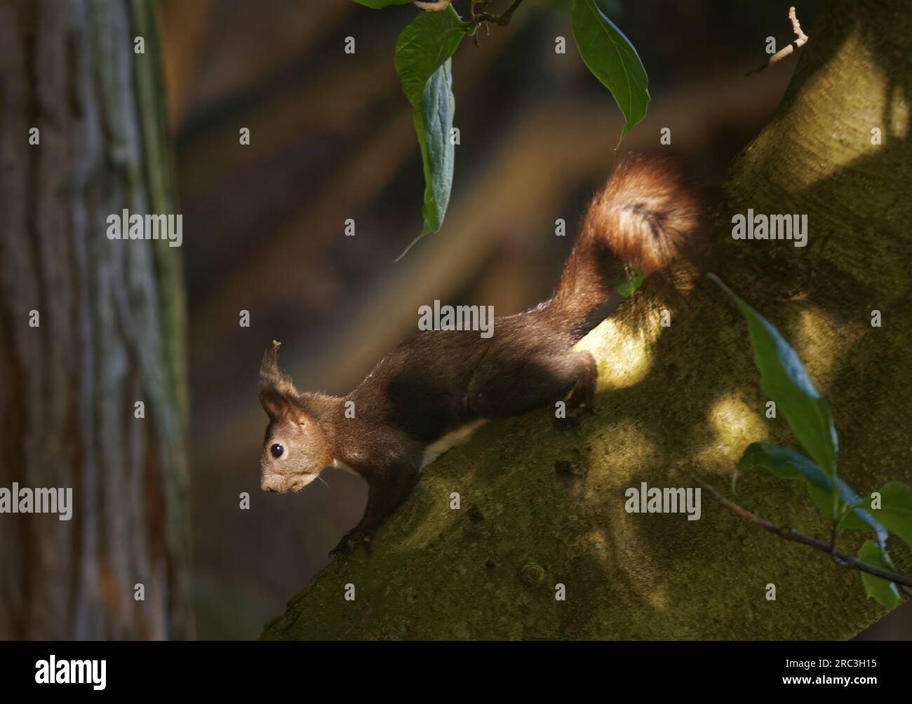 Black squirrel on a branch hi-res stock photography and images - Alamy
