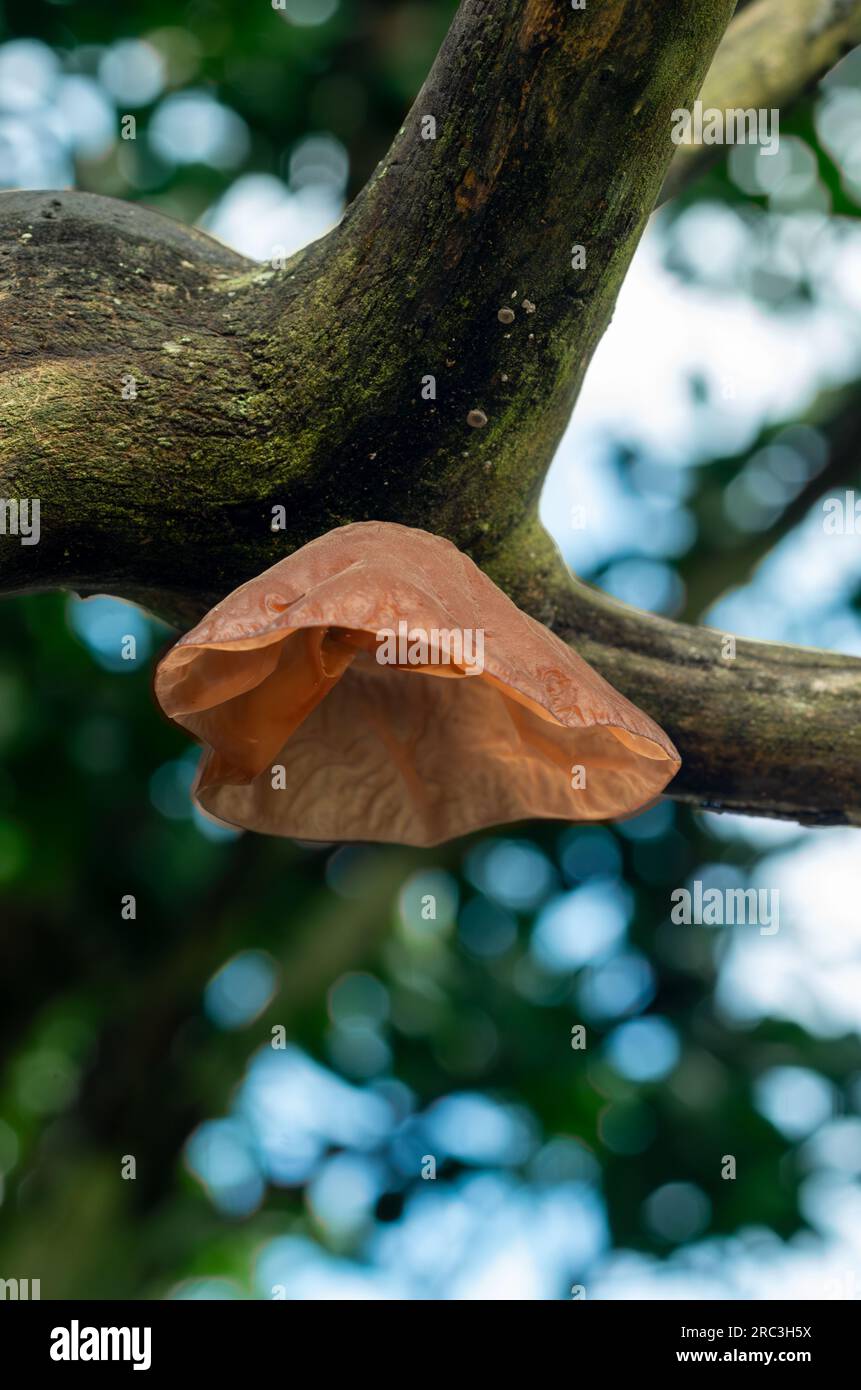 Soft fungi hi-res stock photography and images - Alamy