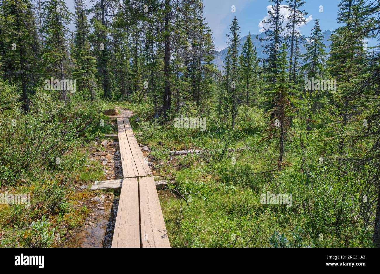 Wooden crossing over a wetland on the Sherbrooke Lake hiking trail in ...