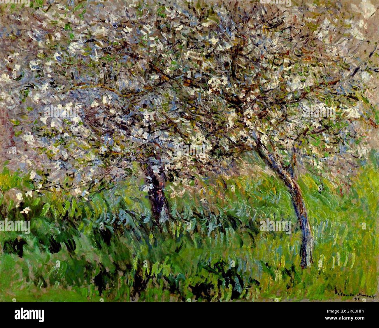 Apple Trees in Bloom at Giverny 1901 by Claude Monet Stock Photo - Alamy