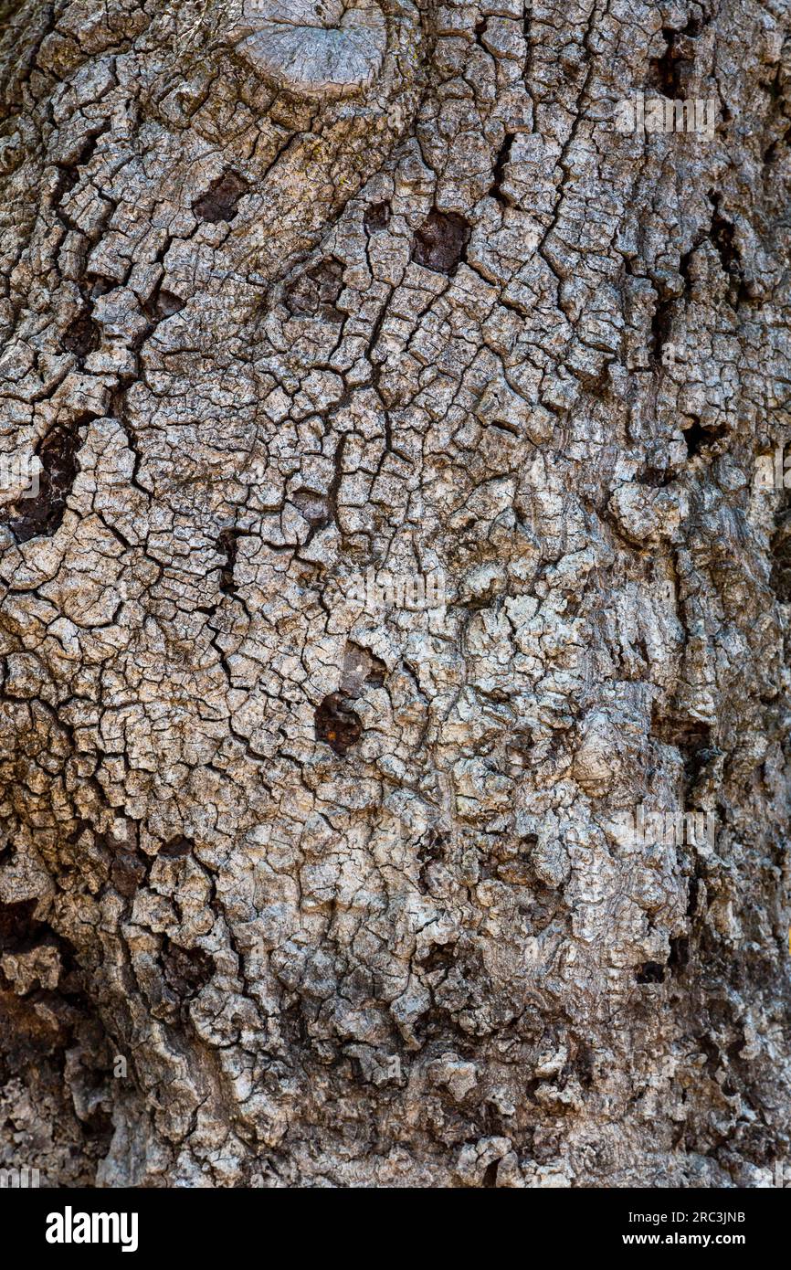 Bark pattern, texture from tree. Old wood texture, for background work ...