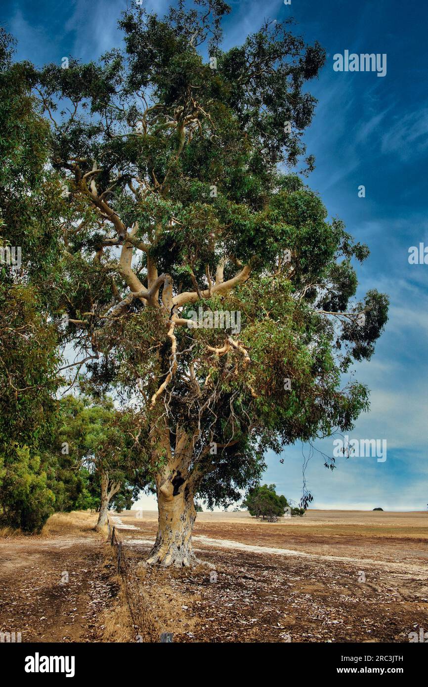 White gum tree hi-res stock photography and images - Alamy