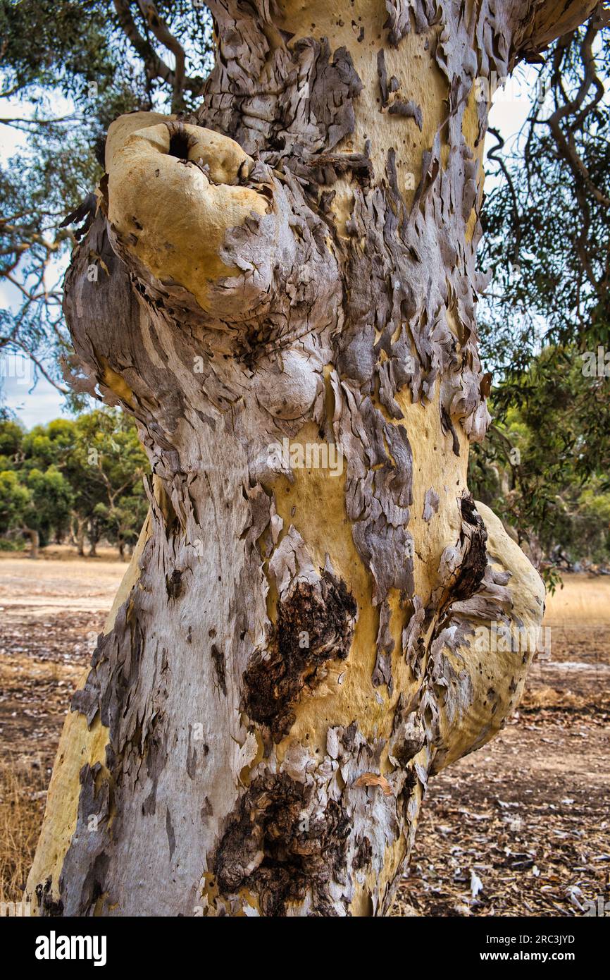 Gnarled old trunk with peeling bark of Eucalyptus wandoo (white gum ...