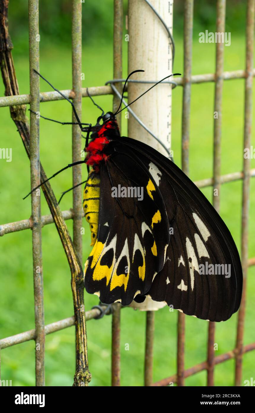 Cairns Birdwing Butterfly, Ornithoptera euphorion, endemic, Cooktown ...