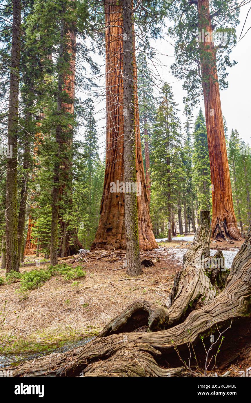 Giant burnt Sequoia Trees in Sequoia National Park, California, US ...