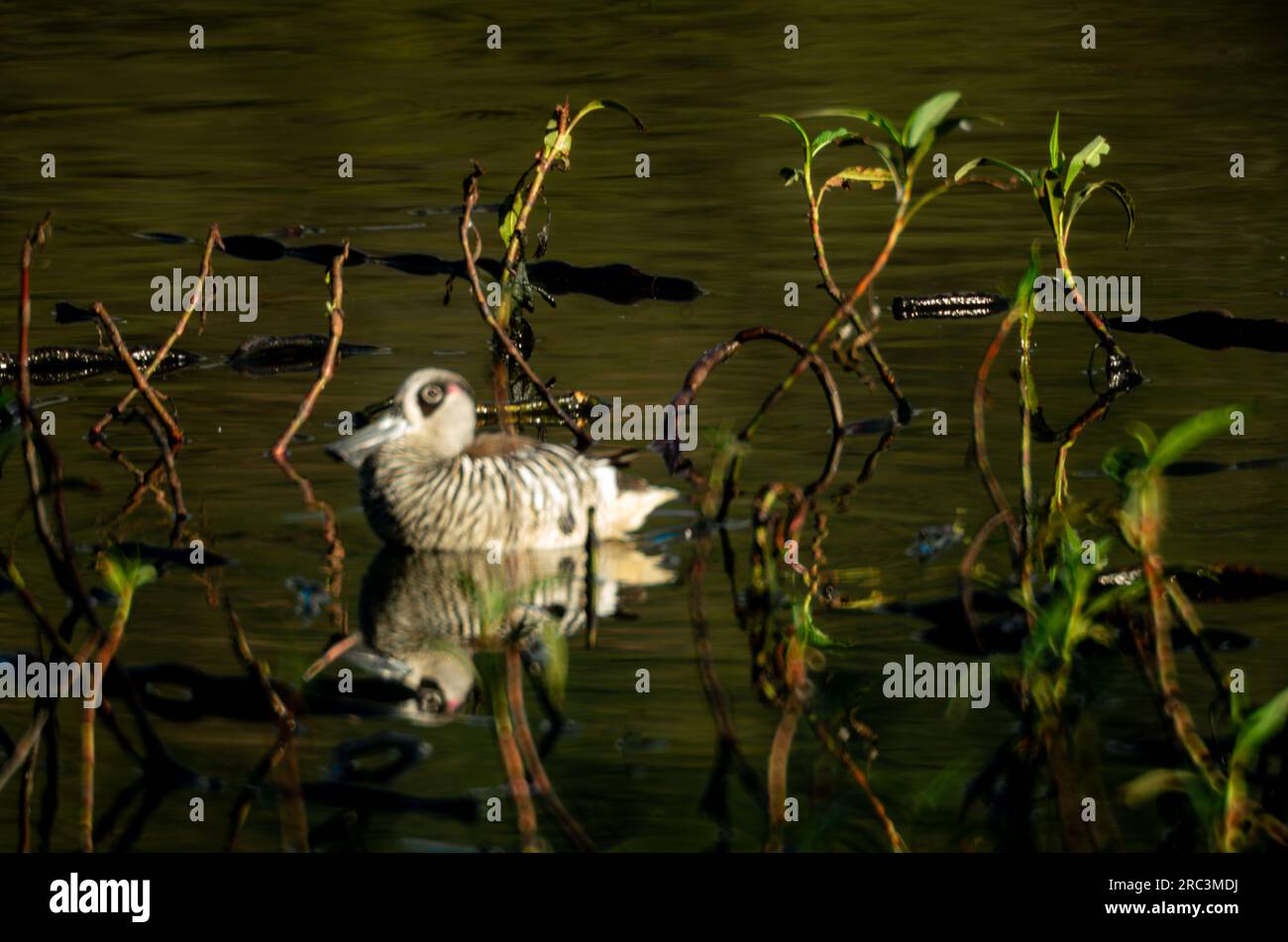 Pink-eared Duck, Malacorhynchus membranaceus, Hasties Swamp, Australia ...