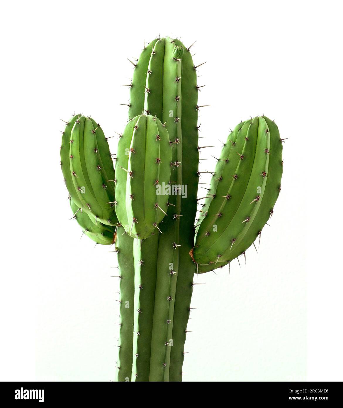 Cactus with leaves hi-res stock photography and images - Alamy