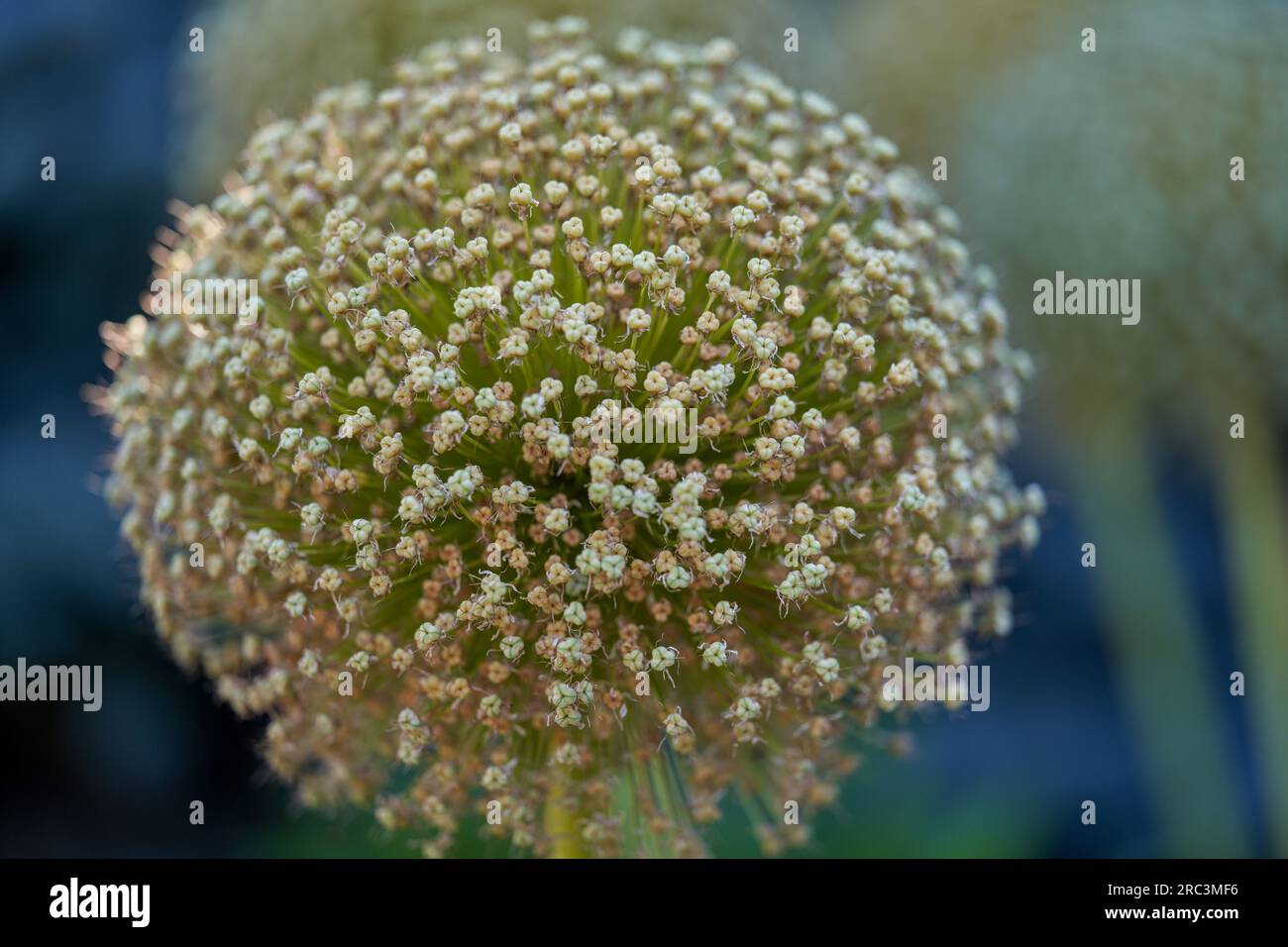 Giant garlic seedheads close up Stock Photo - Alamy
