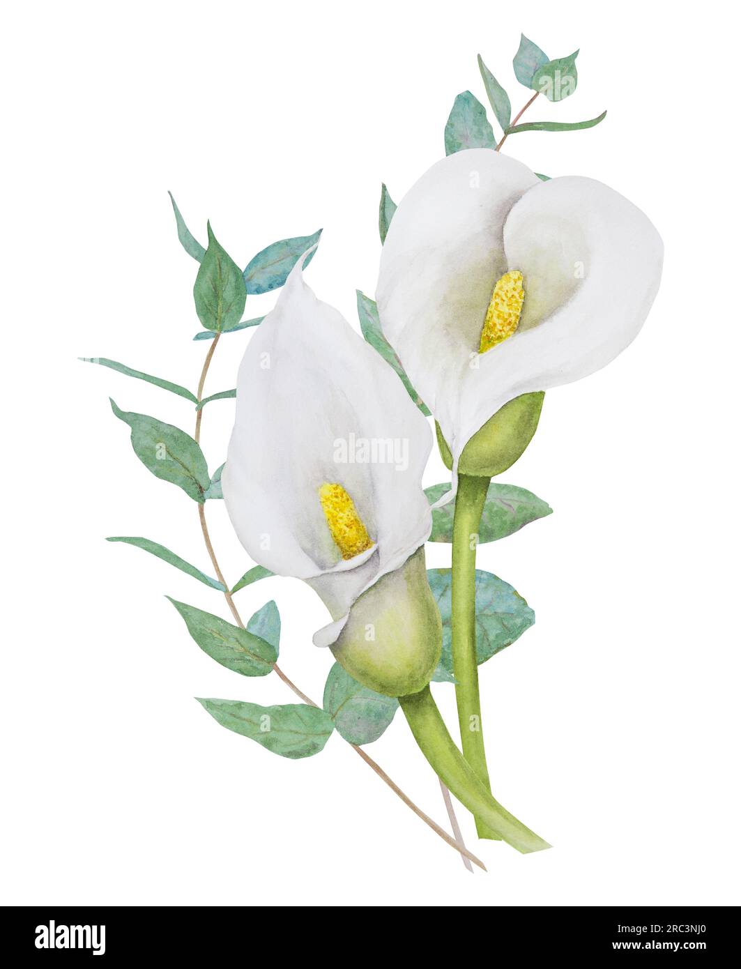 Watercolor clipart of white calla lily flowers and eucaliptus branch ...