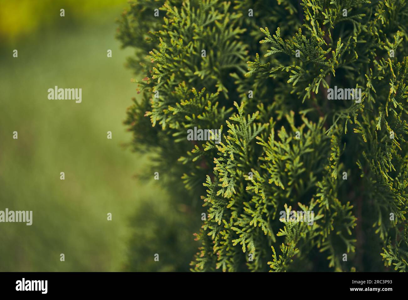 Selective focus on young twigs of thuja. Fresh green leaves, thuja ...
