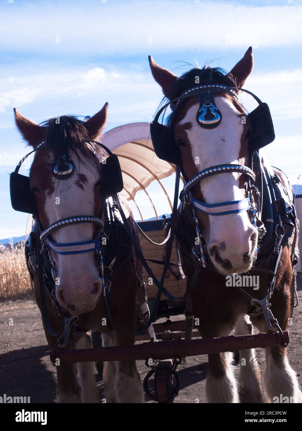 Horses pulling a carriage Stock Photo - Alamy