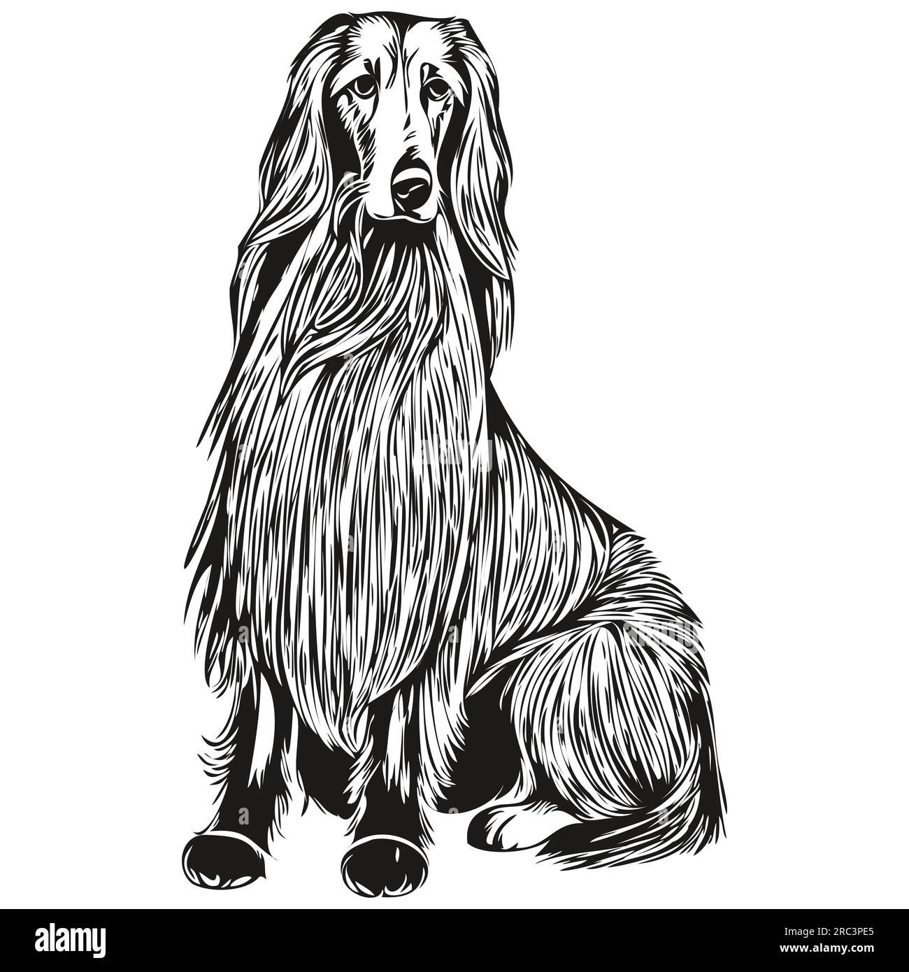 Afghan Hound dog portrait in vector, animal hand drawing for tattoo or ...