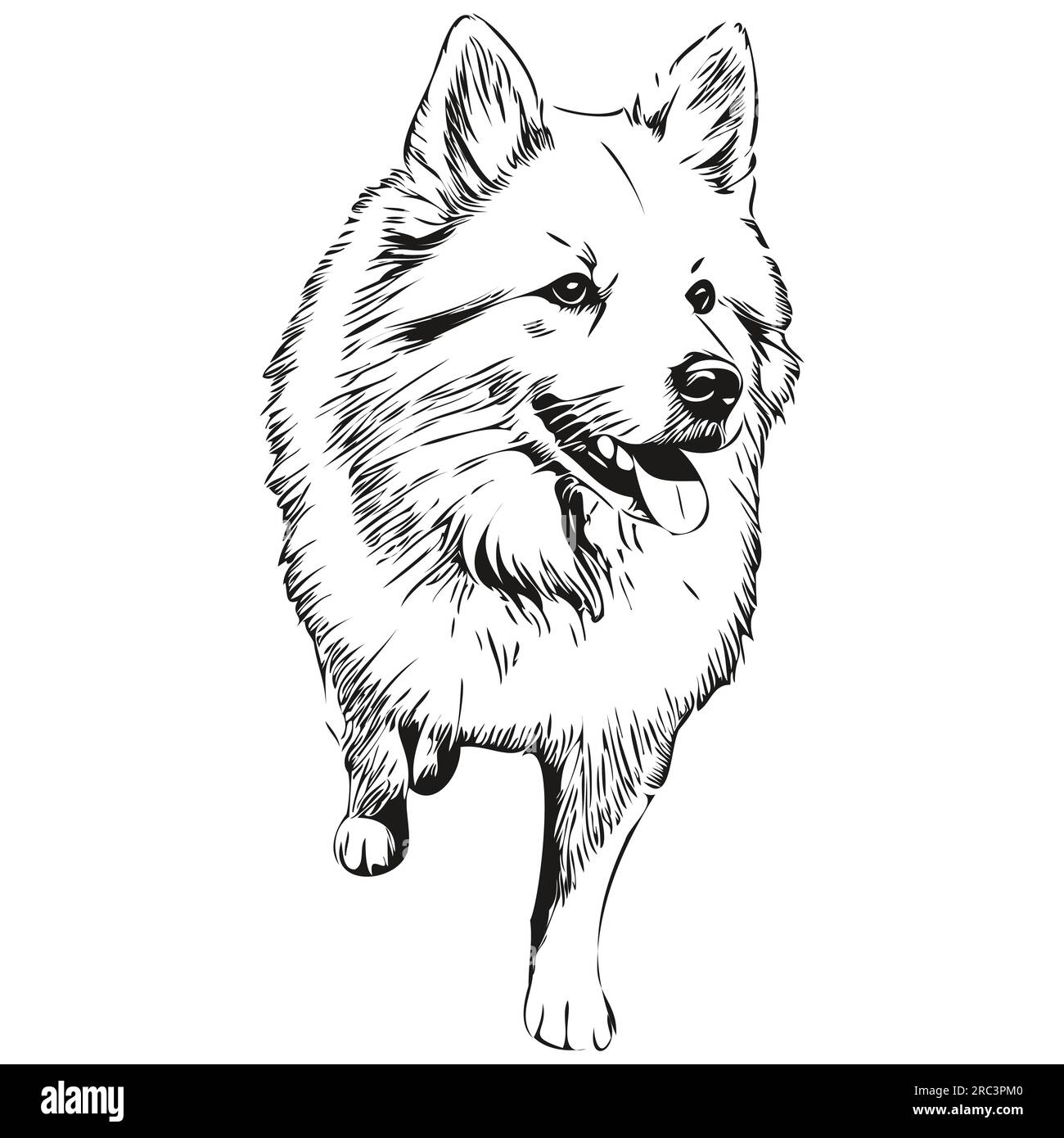 American eskimo portrait Stock Vector Images - Alamy