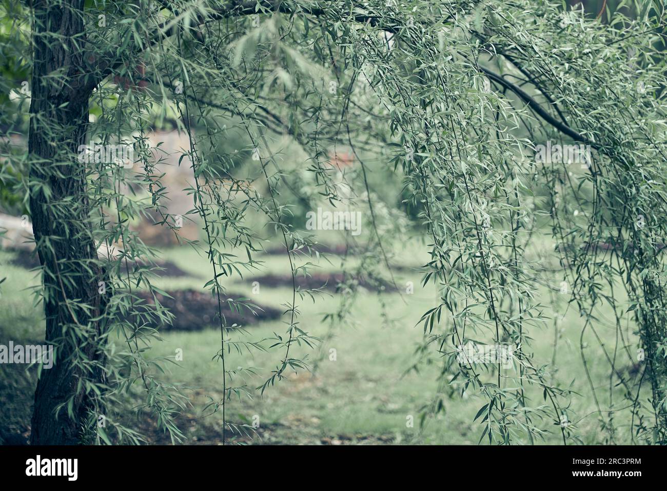 Long branches of a weeping willow in close-up against the background of ...