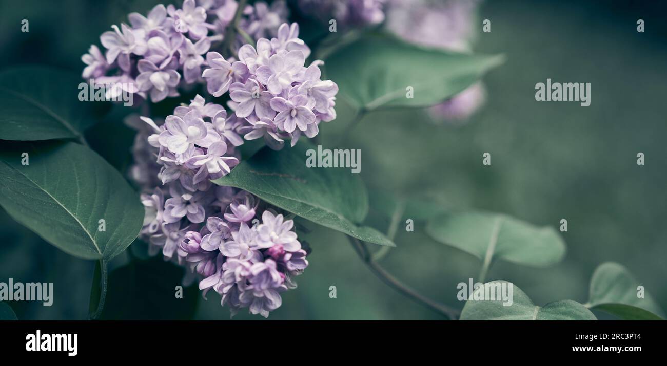 Banner. The branches of the double lilac blossomed in full bloom of the ...