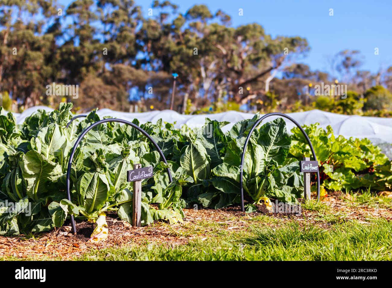 The Briars in Mount Martha Australia Stock Photo - Alamy