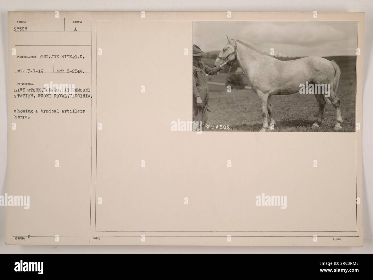 Caption: "Artillery horse at the Remount Depot in Front Royal, Virginia ...