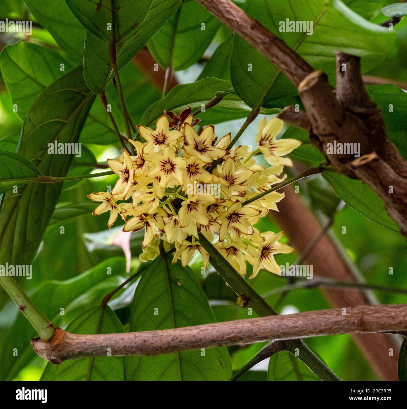 Cola tree, Cola acuminata. All colas come from sub-Saharan Africa ...