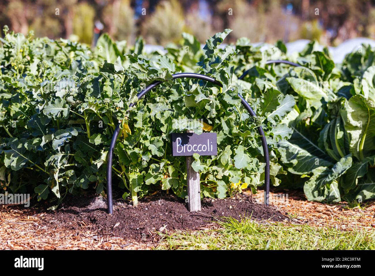 The Briars in Mount Martha Australia Stock Photo - Alamy