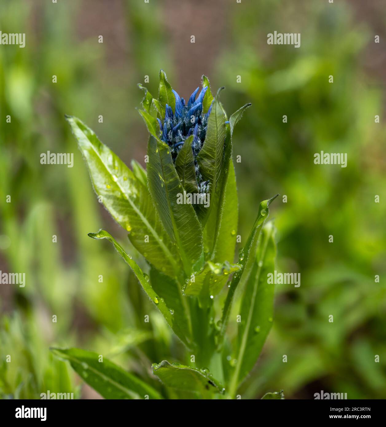 Amsonia tabernaemontana(Apocynaceae), the eastern bluestar, is a North ...