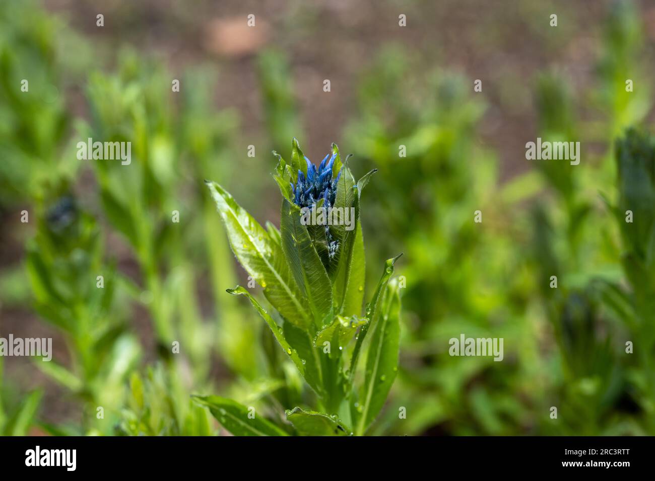 Amsonia tabernaemontana(Apocynaceae), the eastern bluestar, is a North ...