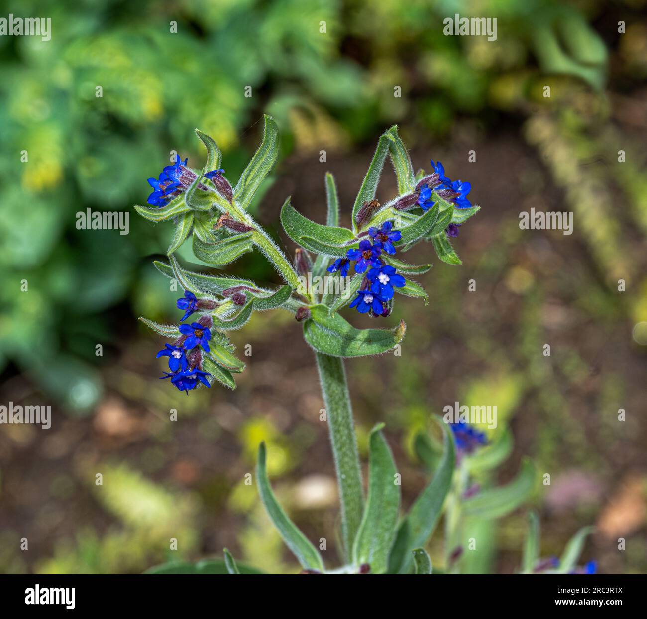Anchusa officinalis, commonly known as the common bugloss or alkanet ...