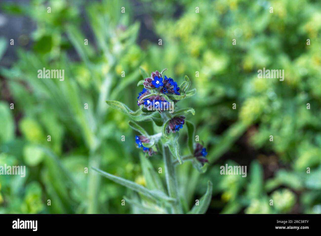 Anchusa officinalis, commonly known as the common bugloss or alkanet ...