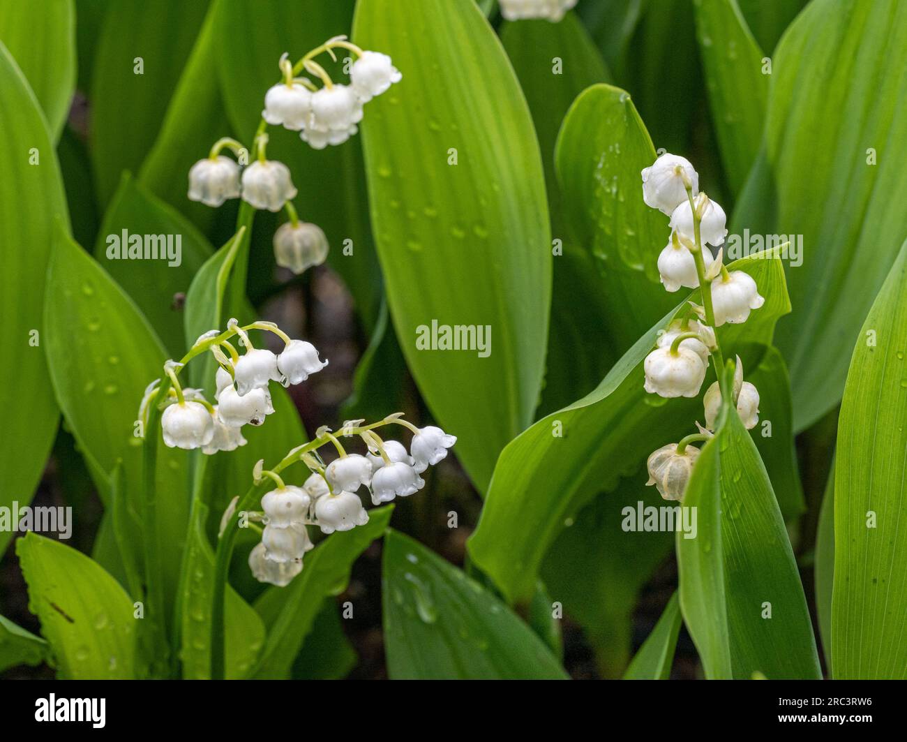 Close up plant flower convallaria hi-res stock photography and images ...
