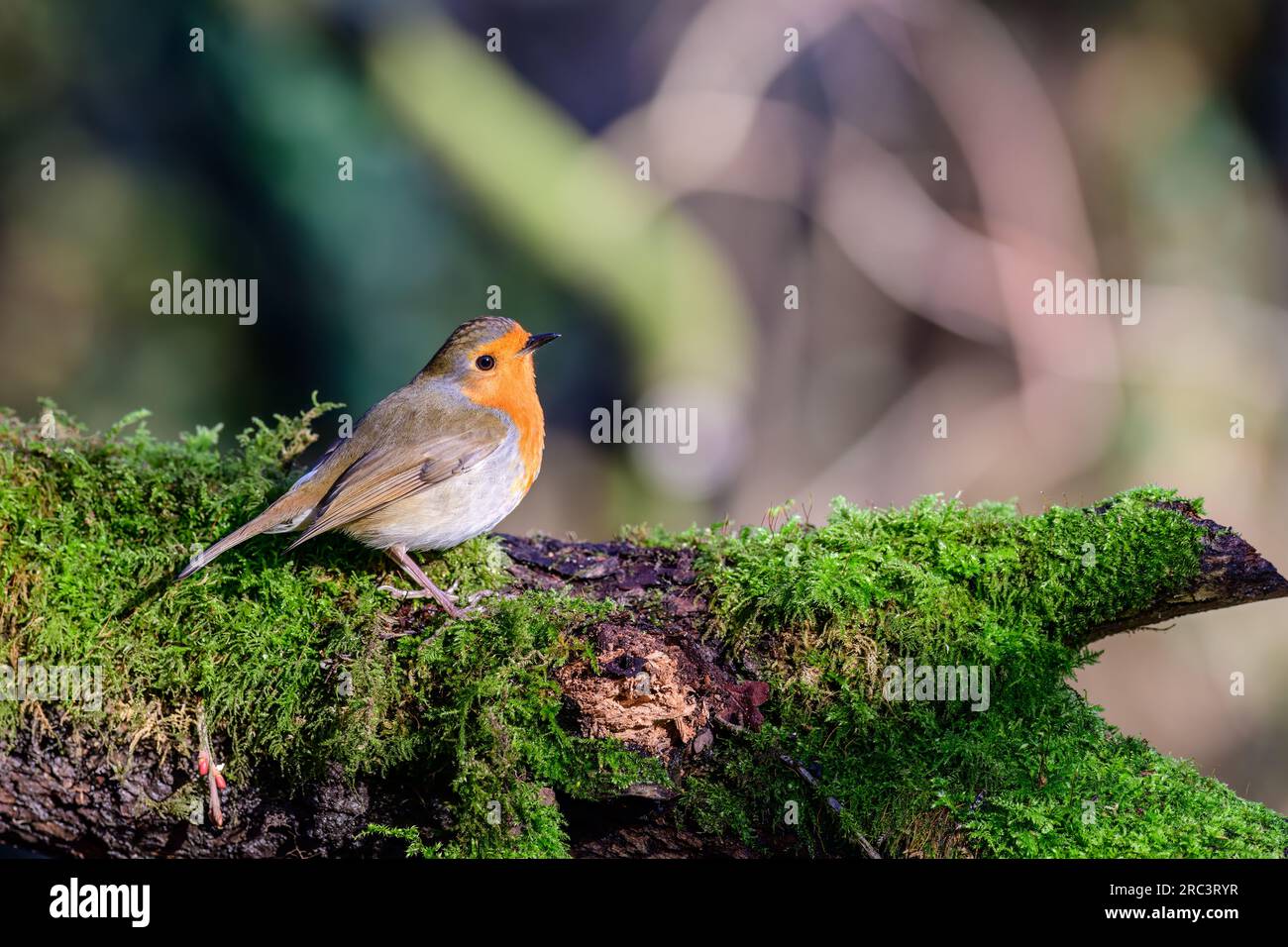 Eurasian Robin, Erithacus rubecula, perched on a moss covered log Stock ...