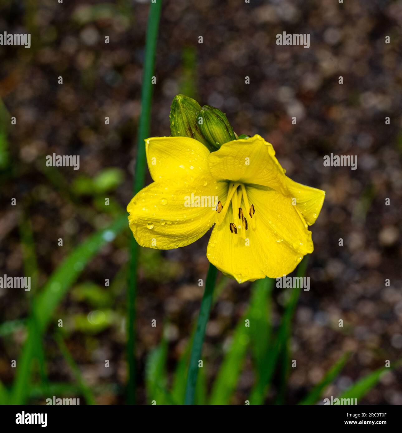 Amur daylily hemerocallis middendorffii hi-res stock photography and ...