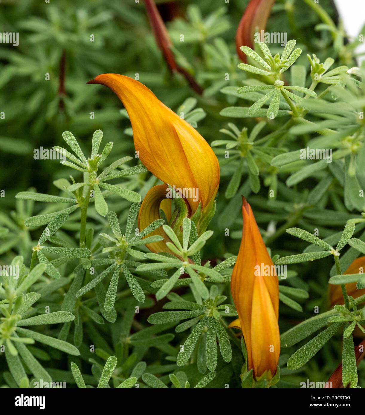 Lotus eremiticus (Fabaceae), horn clover endemic to La Palma. Spain ...