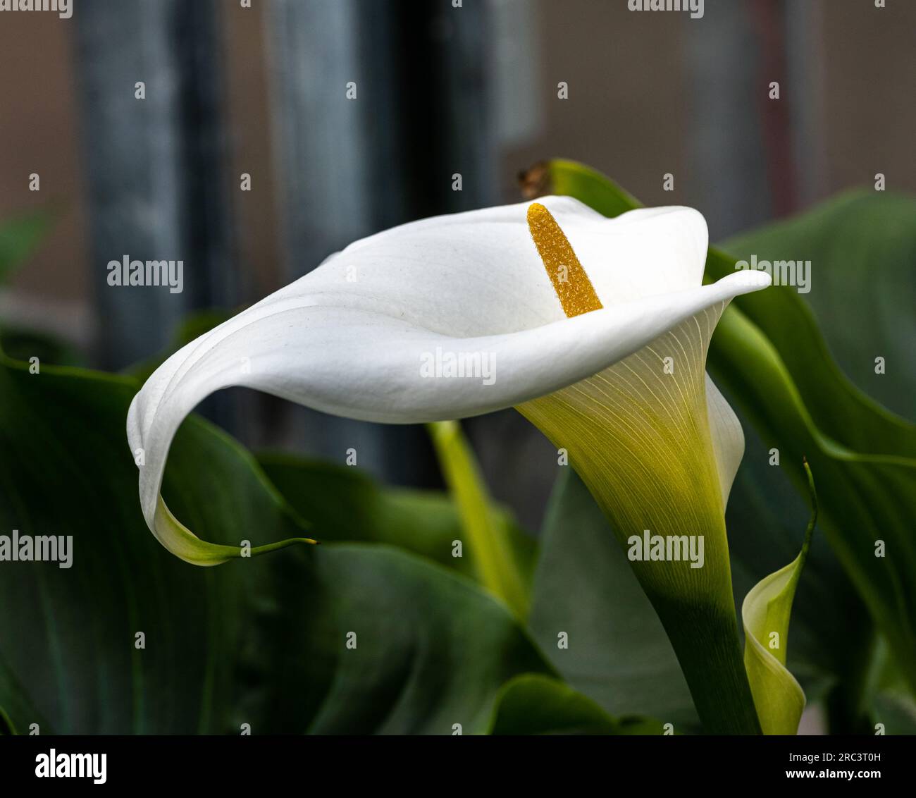 Calla lily or arum lily (Zantedeschia aethiopica), South Africa Stock ...