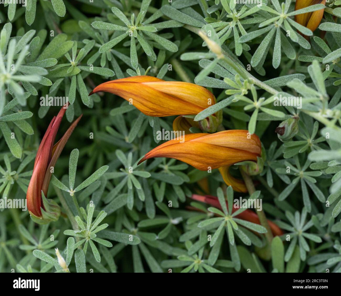 Lotus eremiticus (Fabaceae), horn clover endemic to La Palma. Spain ...