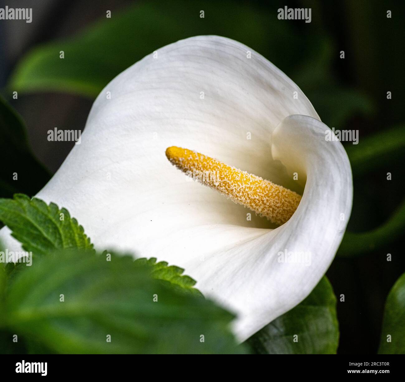 Calla lily or arum lily (Zantedeschia aethiopica), South Africa Stock ...