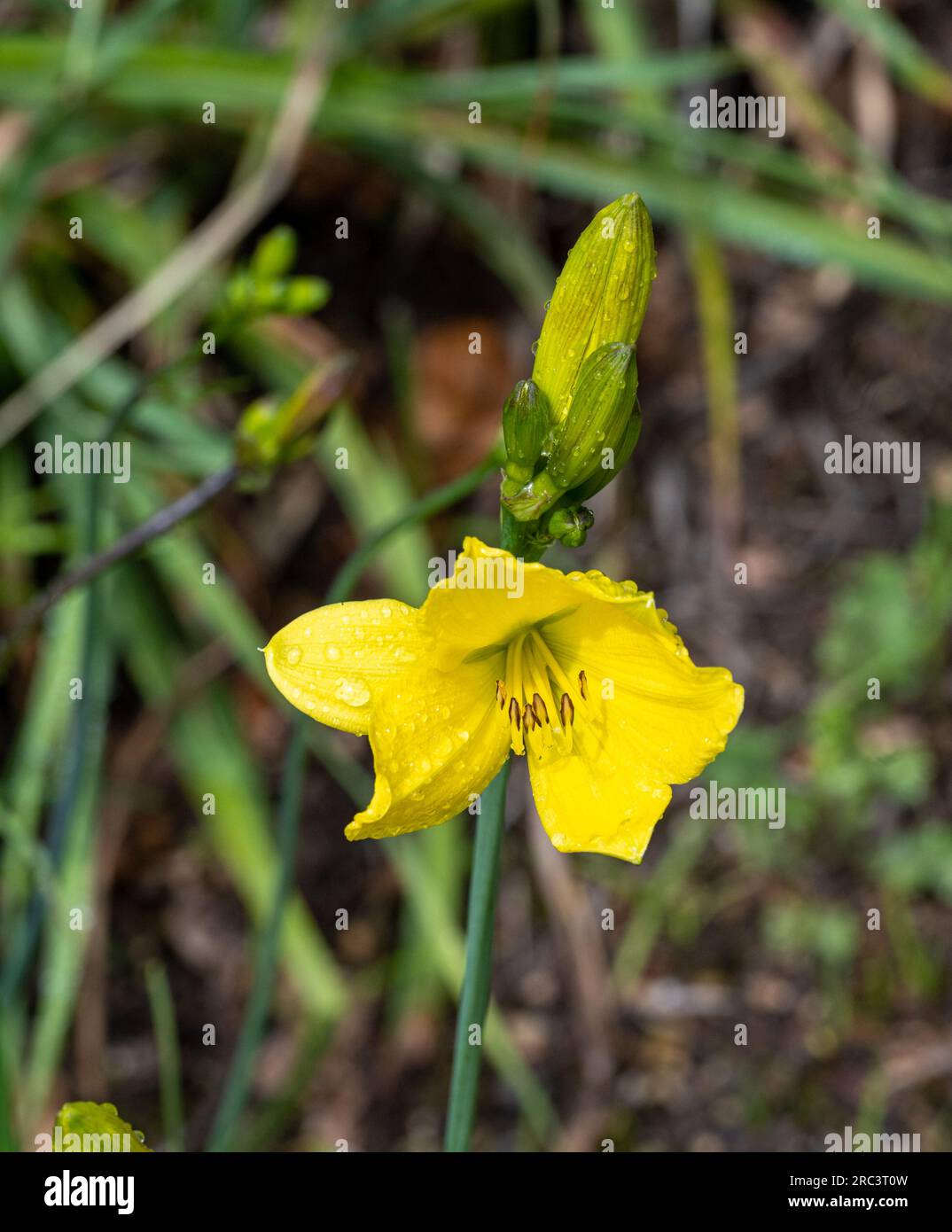 Amur daylily (Hemerocallis middendorffii). Family Asphodelaceae of the ...