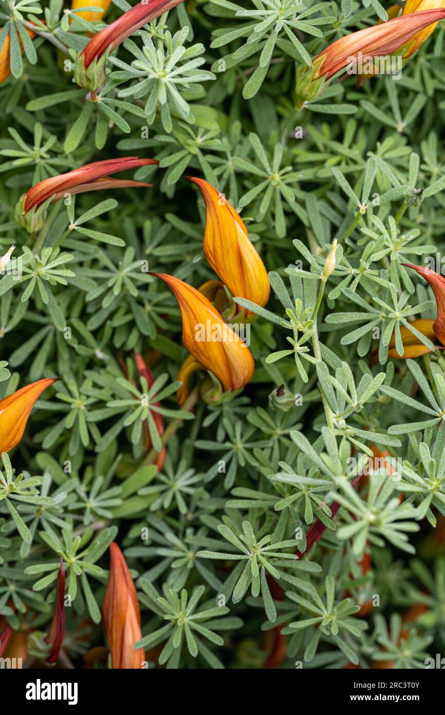 Lotus eremiticus (Fabaceae), horn clover endemic to La Palma. Spain ...