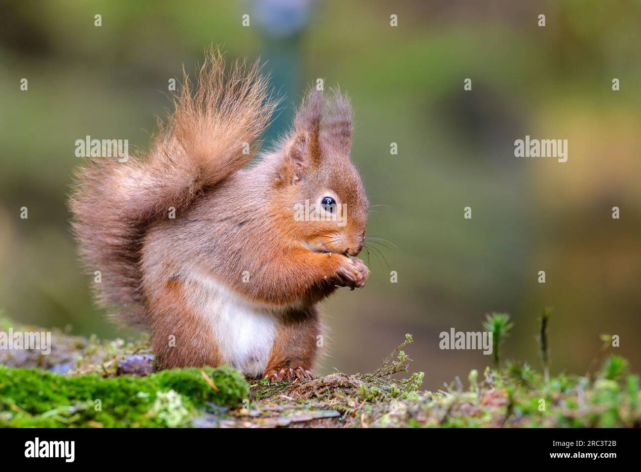Red Squirrel, Sciurus vulgaris, on a lichen covered log, side view ...