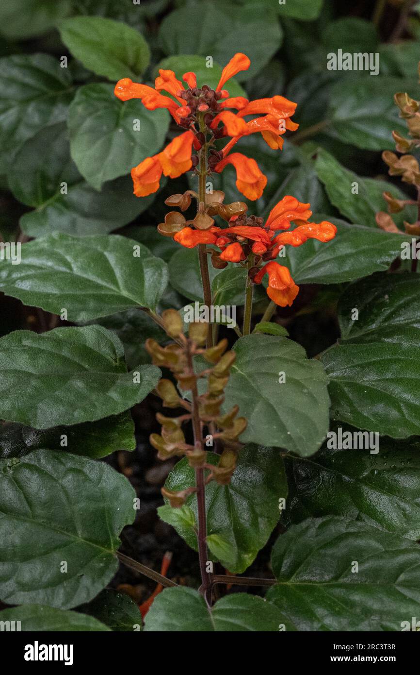 Family labiatae lamiaceae hi-res stock photography and images - Alamy