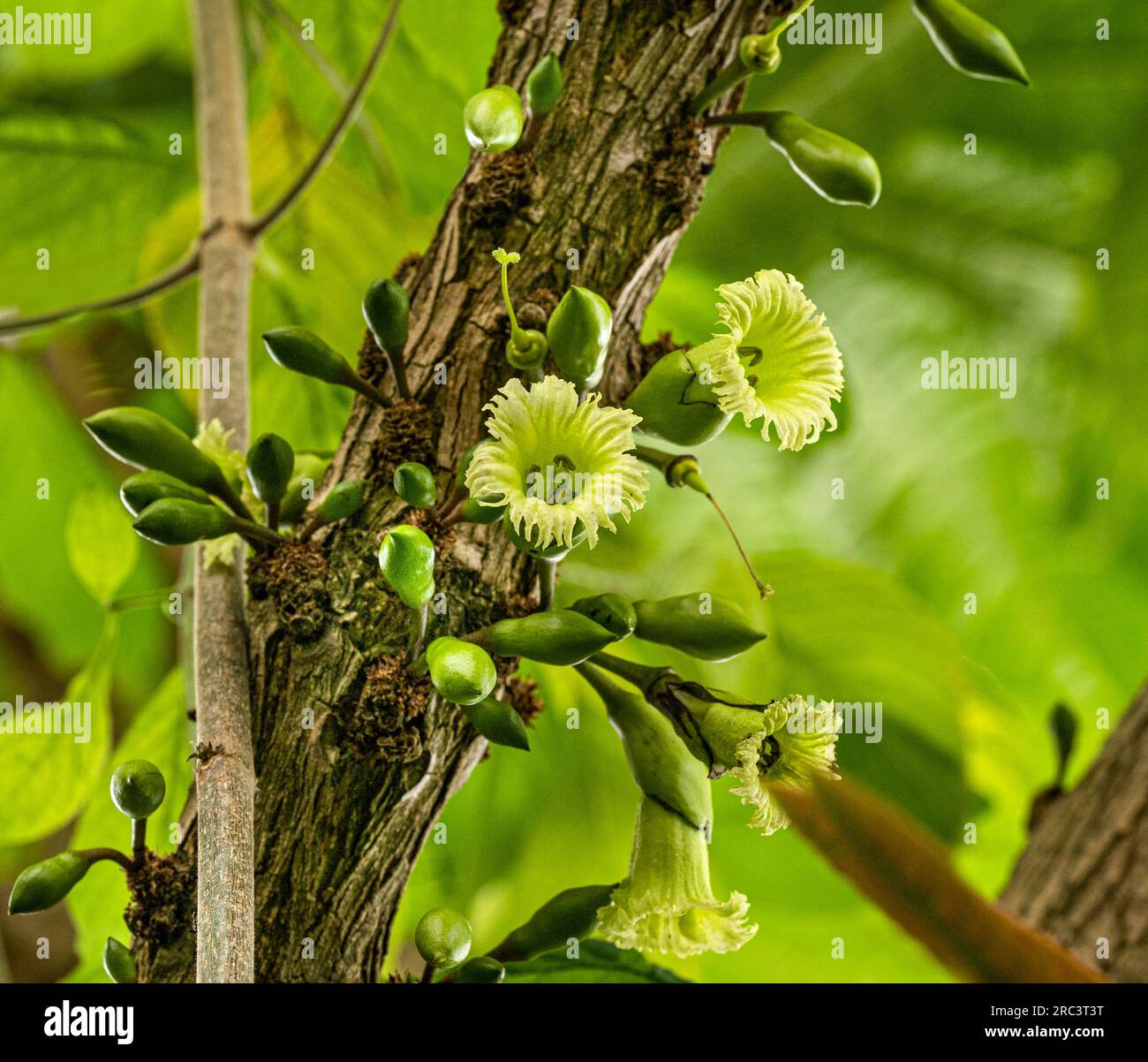 Calabash plant hi-res stock photography and images - Alamy