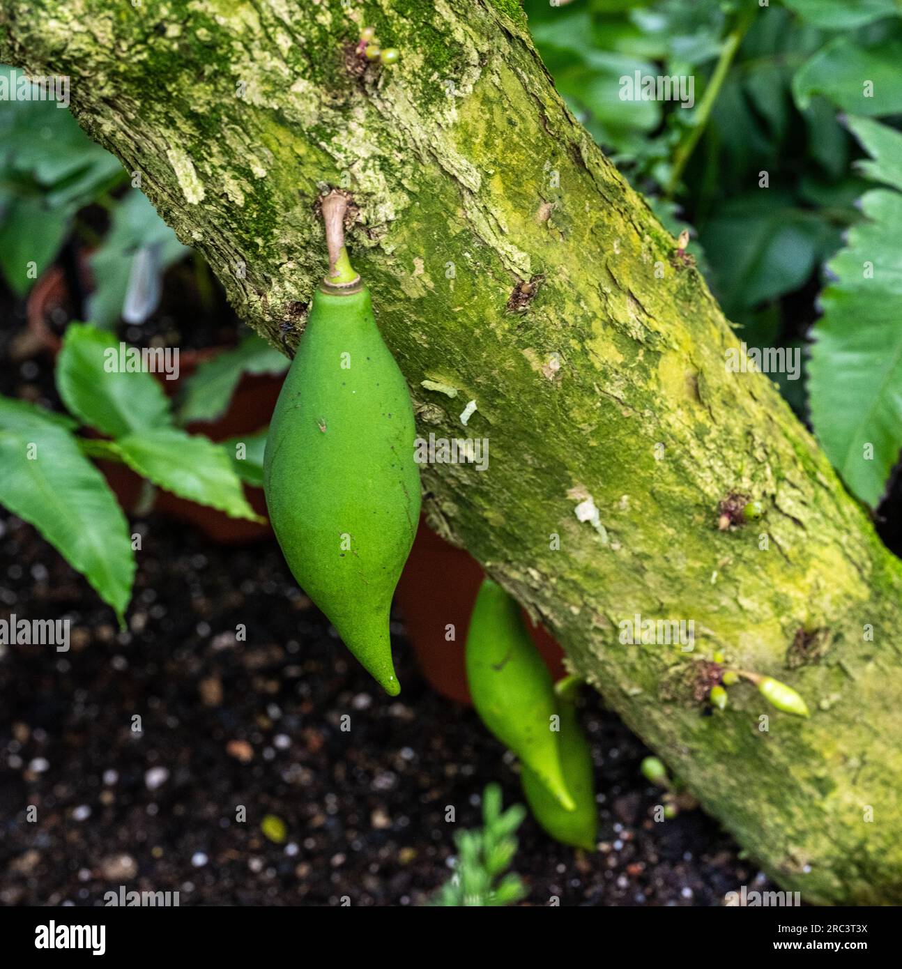 Calabash plant hi-res stock photography and images - Alamy