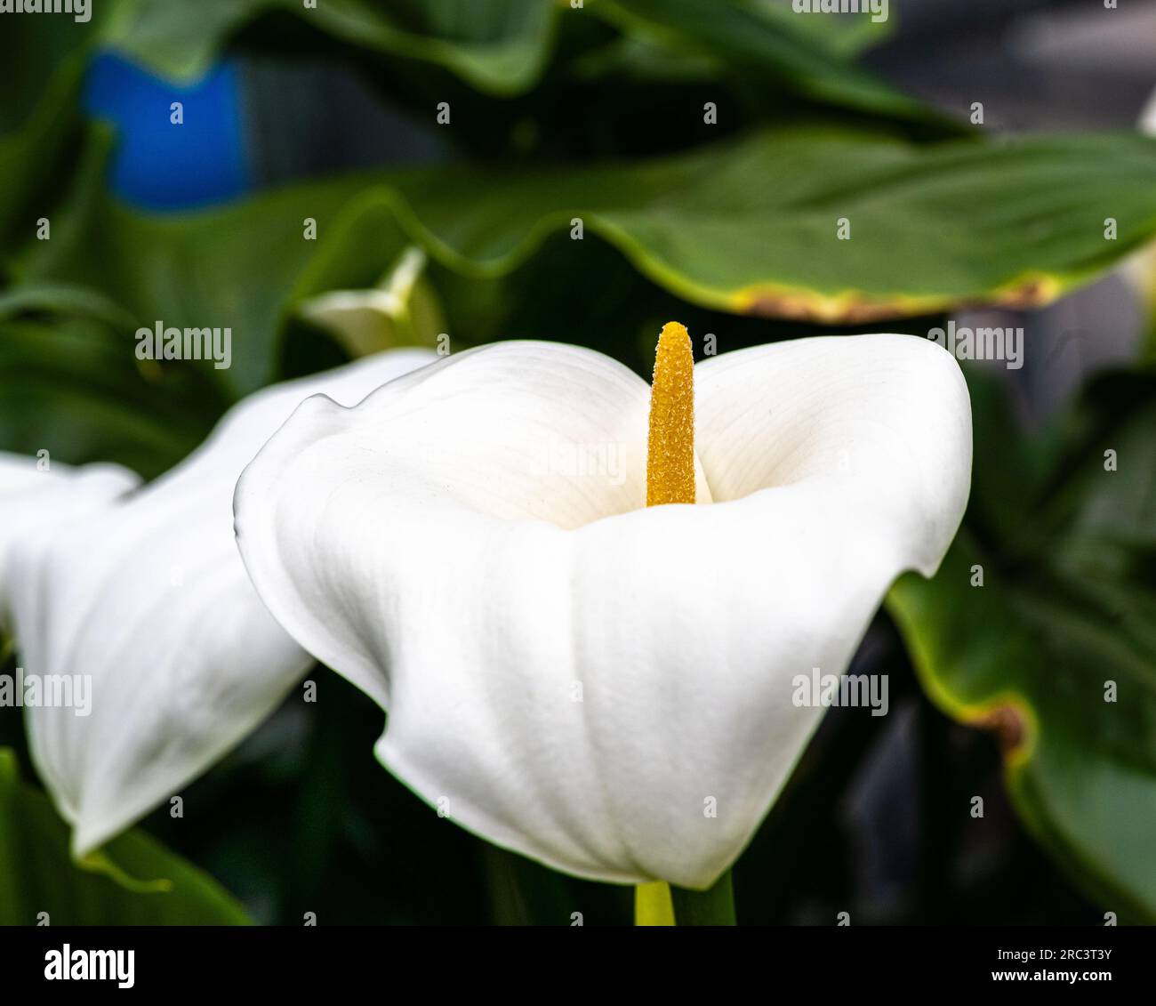 Calla lily or arum lily (Zantedeschia aethiopica), South Africa Stock ...
